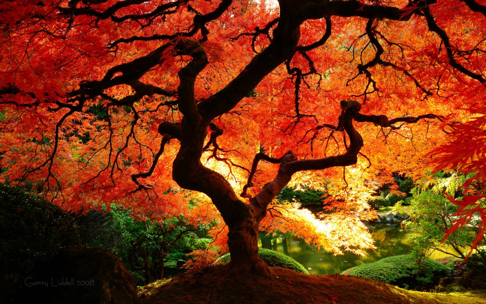 Brilliant Botany A Japanese Maple 